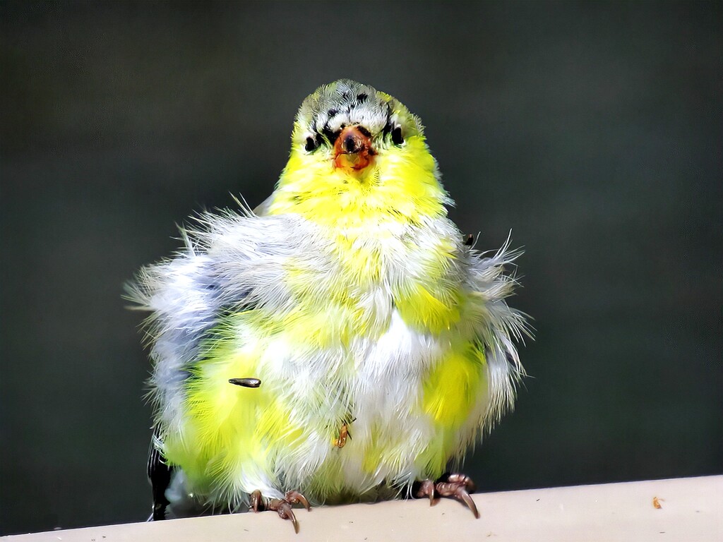 Goldfinch Changing Colors by Randy Lubbering · 365 Project