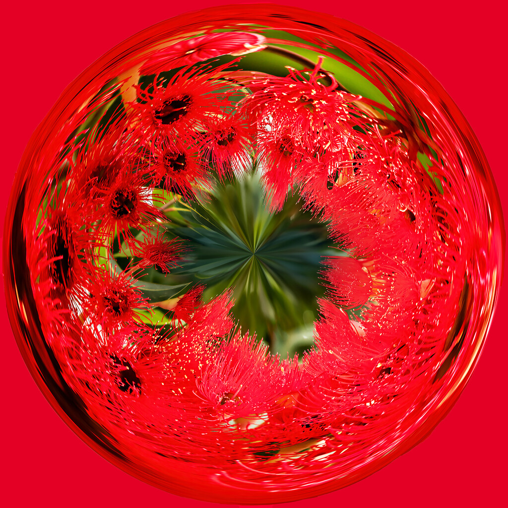 Red Gum flower swirl by Diana · 365 Project