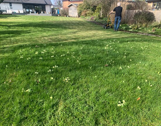 Primrose lawn by Pat Knowles · 365 Project