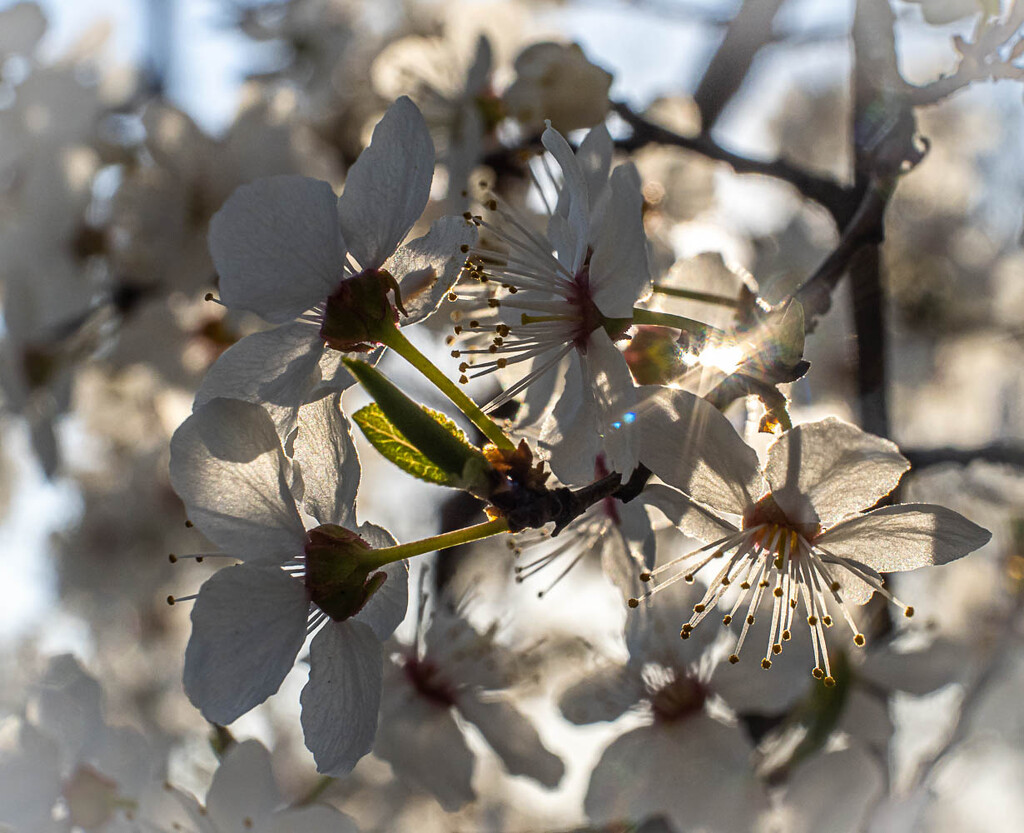 Blooming tree in backlight by haskar · 365 Project