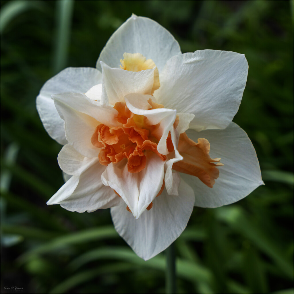 Double Daffodil by Peter · 365 Project