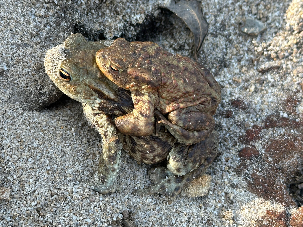 Mating Toads by Maxine Lathbury · 365 Project