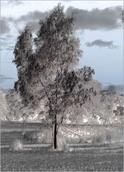 A shady, self-sown wattle in the cow paddock by Rob Z · 365 Project