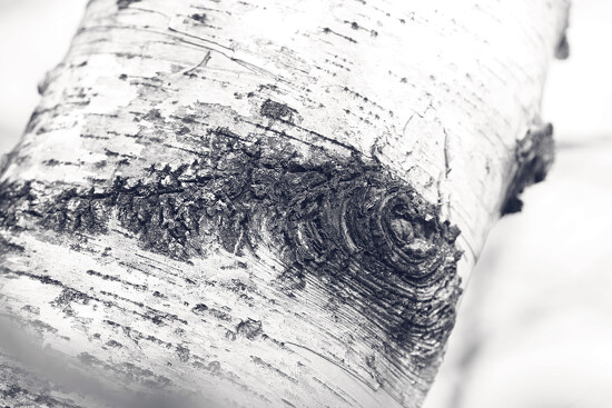 Branch Scar by Julie Duncan · 365 Project