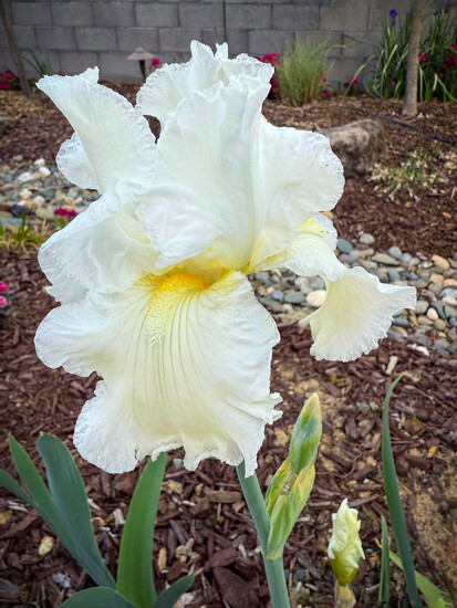 Iris Open by Shutterbug · 365 Project