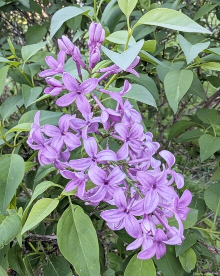 Lilac [Travel day] by Thom Mitchell · 365 Project