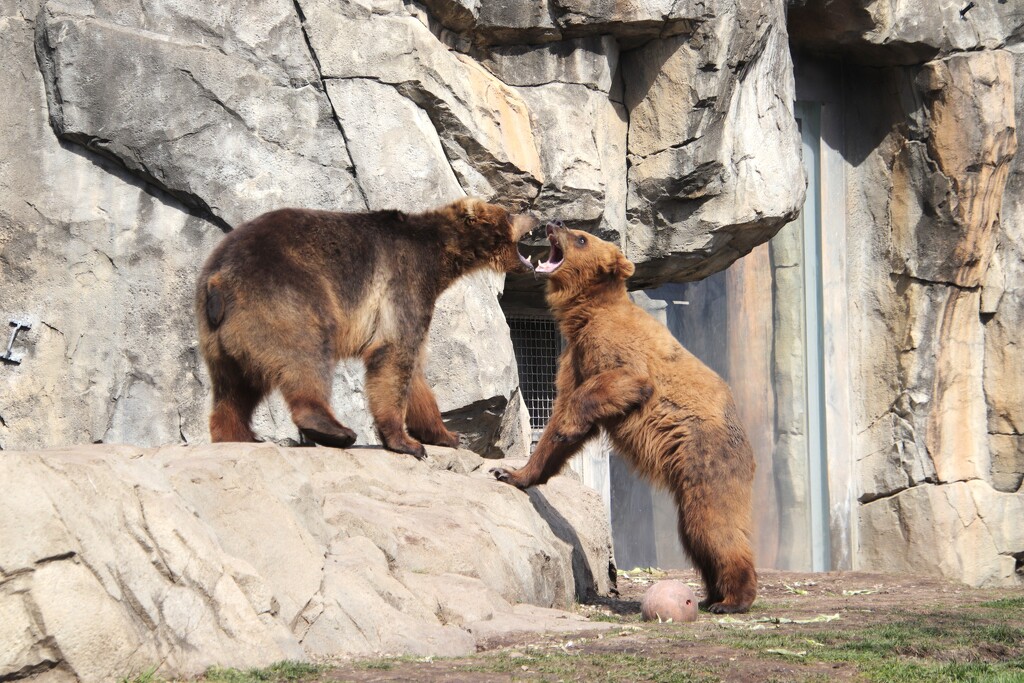 Family Squabble by Randy Lubbering · 365 Project