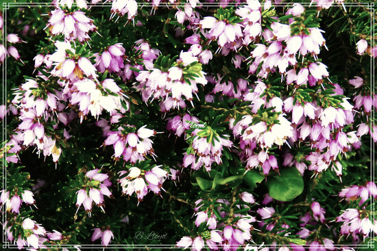 A closer look at my Winter Heather by Beryl Lloyd · 365 Project