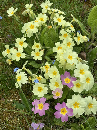 Primroses by Maxine Lathbury · 365 Project