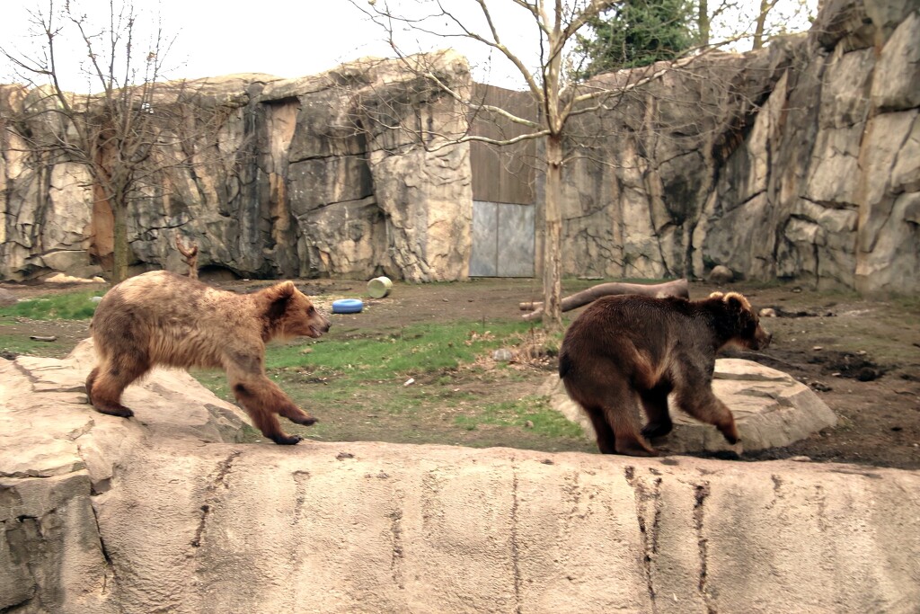 Bear Chase by Randy Lubbering · 365 Project