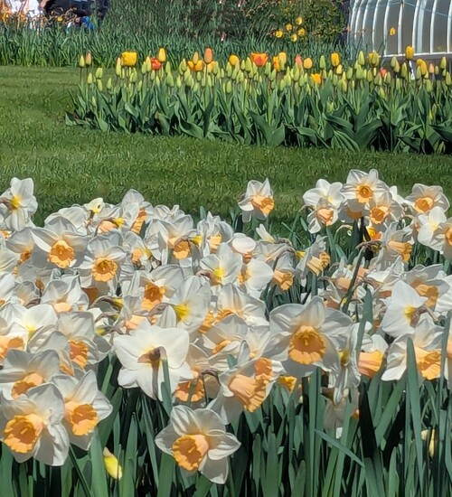 Spring flowers at the Botanics by Sarah Bremner · 365 Project