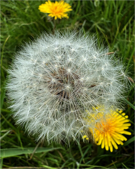 Dandelion Clock by Peter · 365 Project