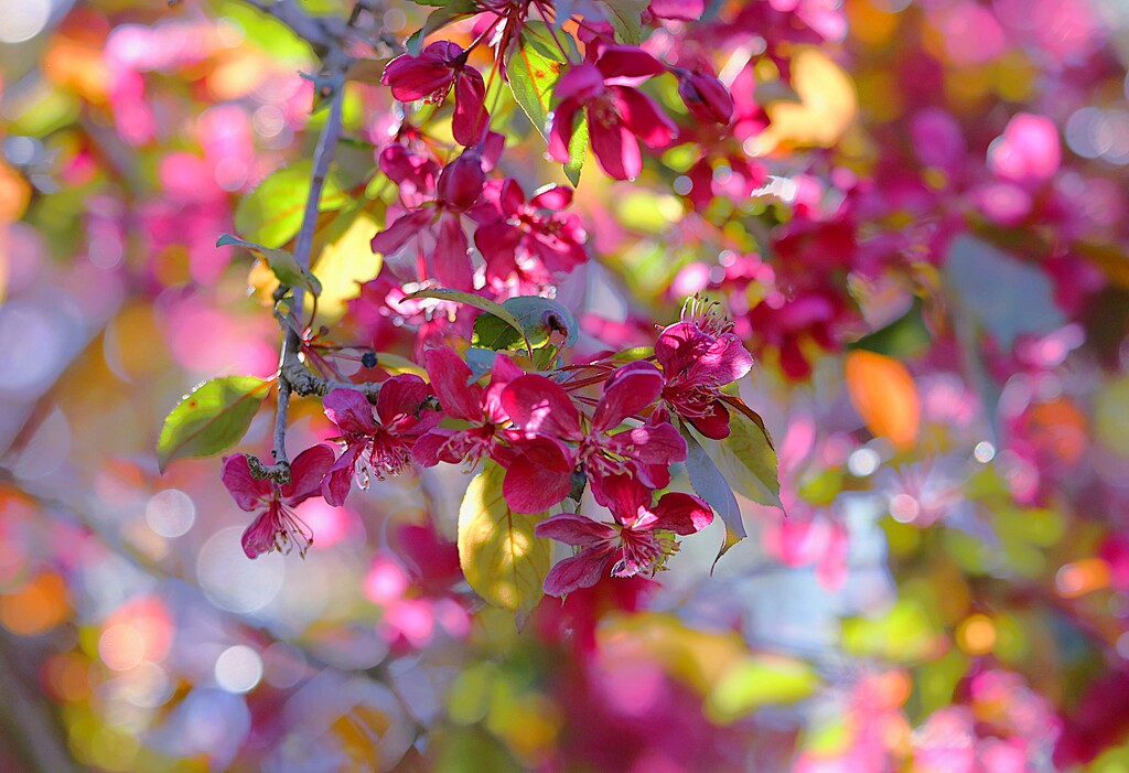 Crab Apple in the Sunshine by *lynn · 365 Project