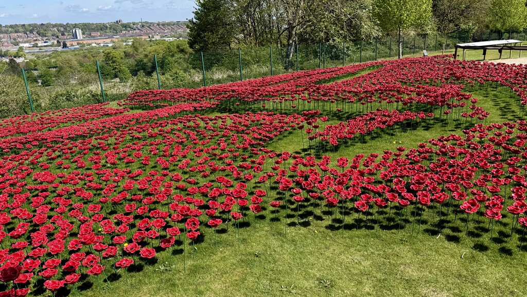 Poppy installation by Carole Sandford · 365 Project