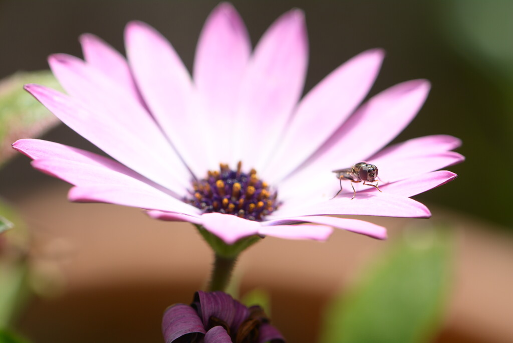 Daisy n Hoverfly~~~~~ by ~*~ Jo ~*~ · 365 Project