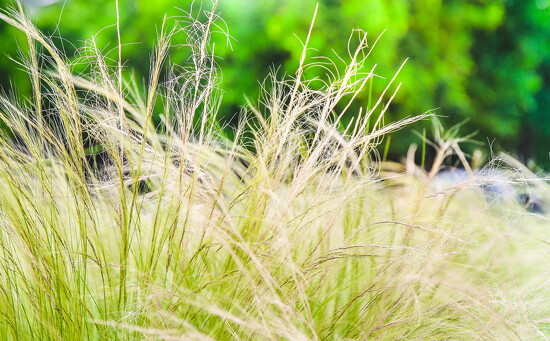 Tall Yellow Grass by JudyC · 365 Project