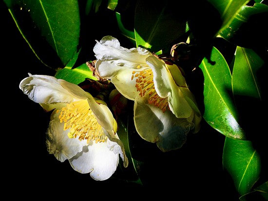 polyspora by Maggiemae · 365 Project