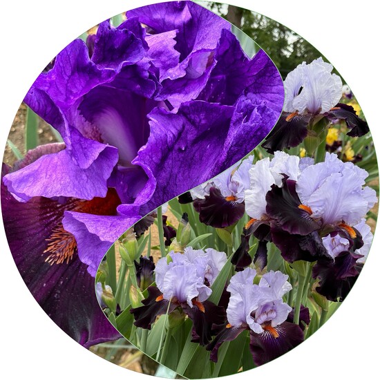 Bearded Iris by Shutterbug · 365 Project