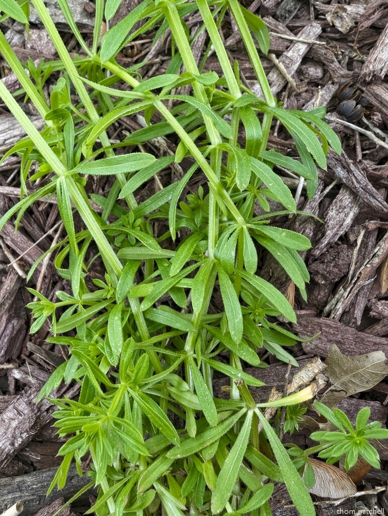 Catchweed Bedstraw by Thom Mitchell · 365 Project