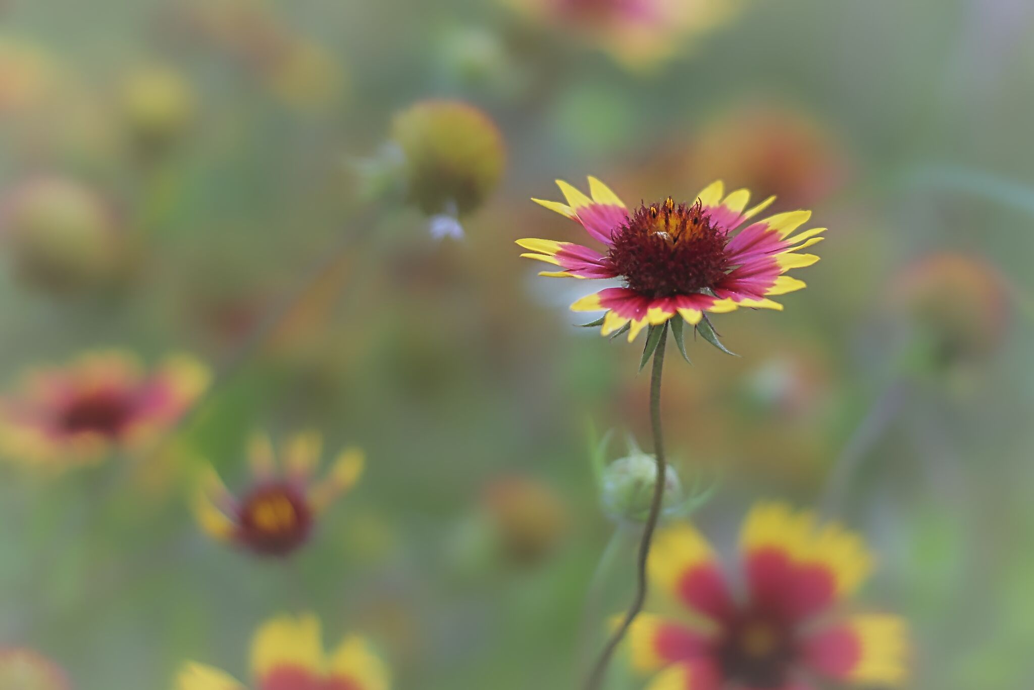 Indian Paint Brush by JudyC · 365 Project