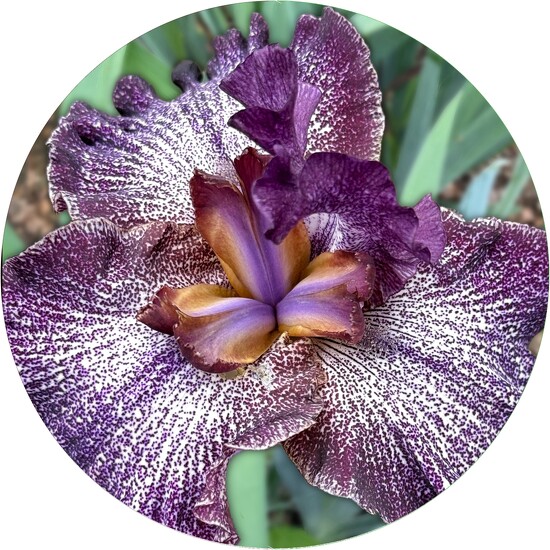 Unusual Coloring by Shutterbug · 365 Project