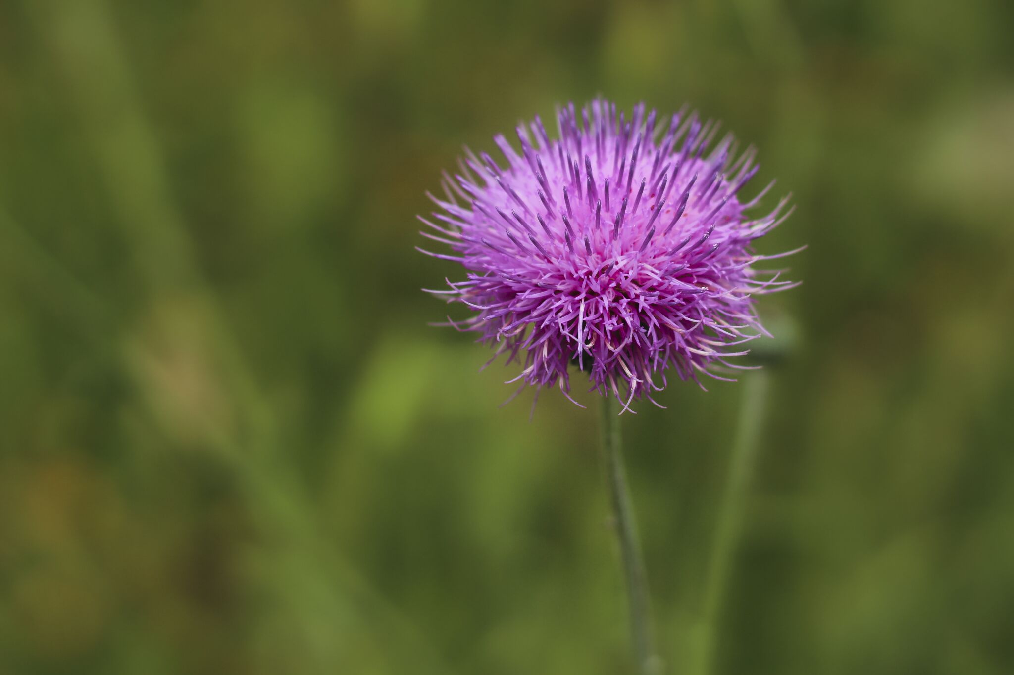 Prickly Purple by JudyC · 365 Project