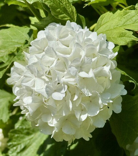 Hydrangea by Jeremy Cross · 365 Project