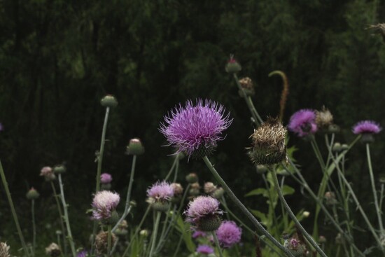 Pretty Weeds by JudyC · 365 Project