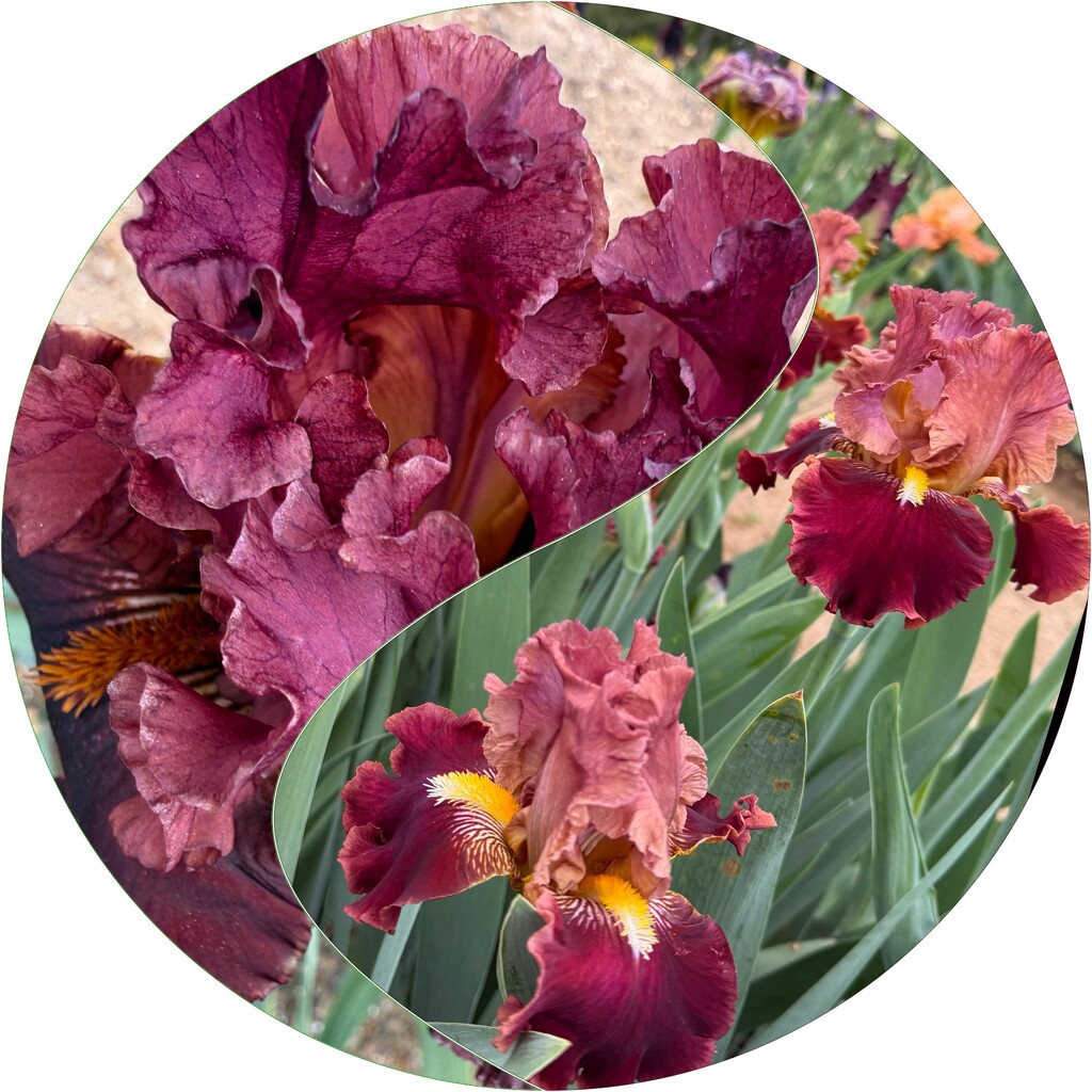 Similar but Different by Shutterbug · 365 Project