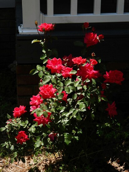 Cherry red double knockout rose bush... by Mags · 365 Project