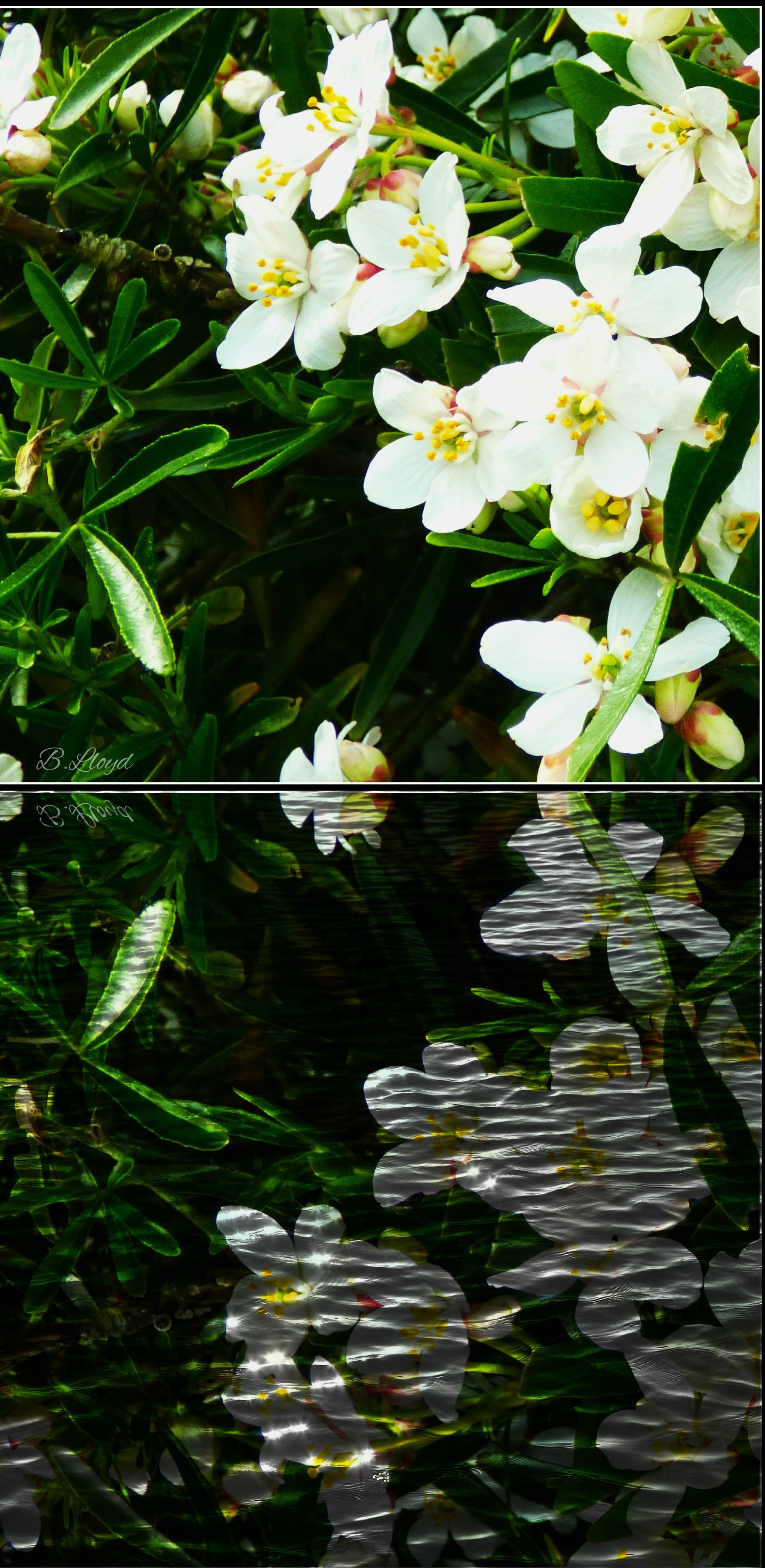 Reflections by Beryl Lloyd · 365 Project