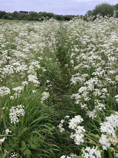 Cow Parsley by Lesley · 365 Project