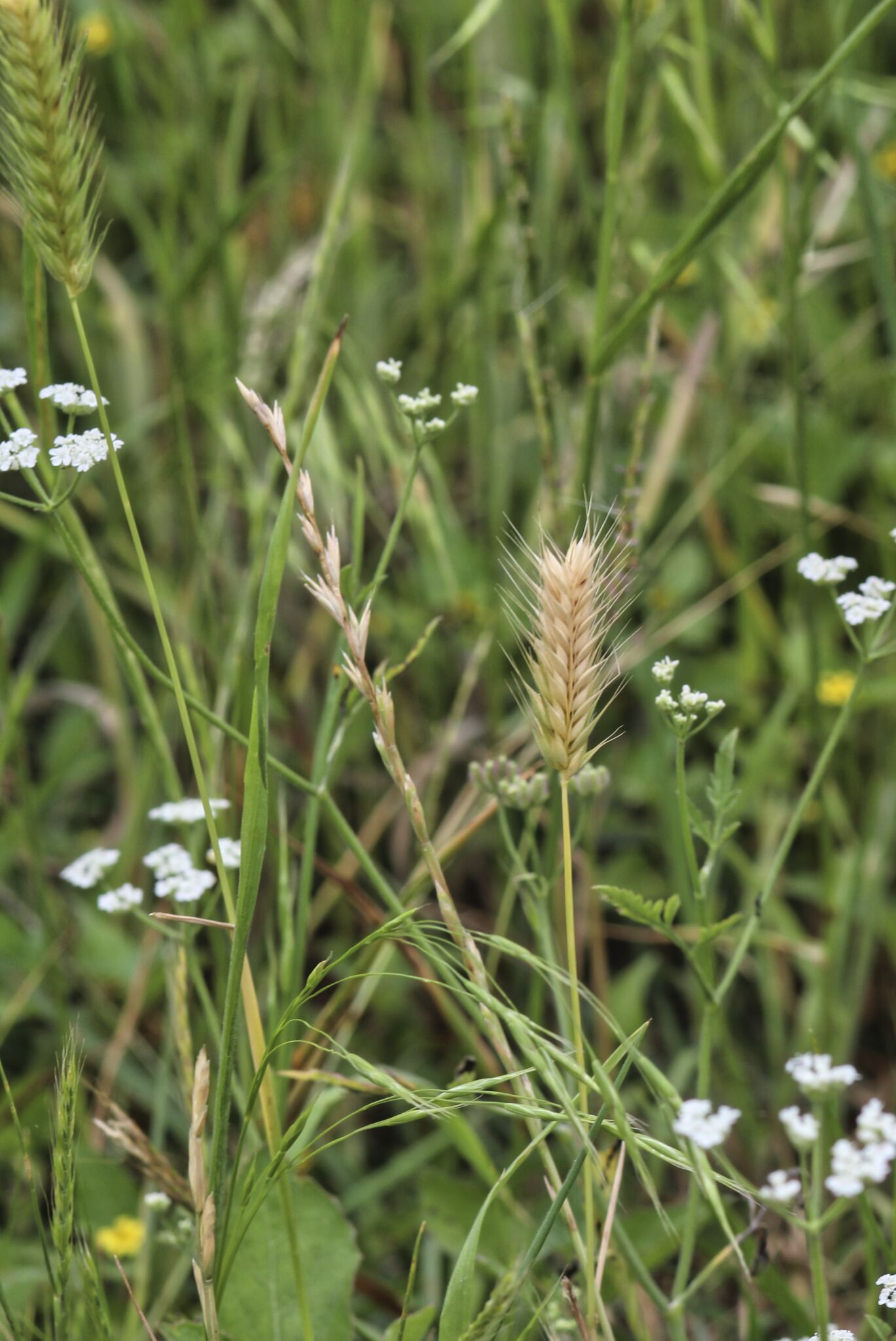 Weeds 2 by JudyC · 365 Project