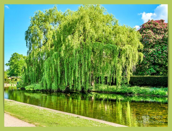 Willow Tree And Reflections by carol white · 365 Project