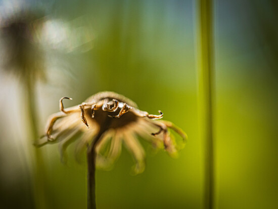 Spring impression by haskar · 365 Project