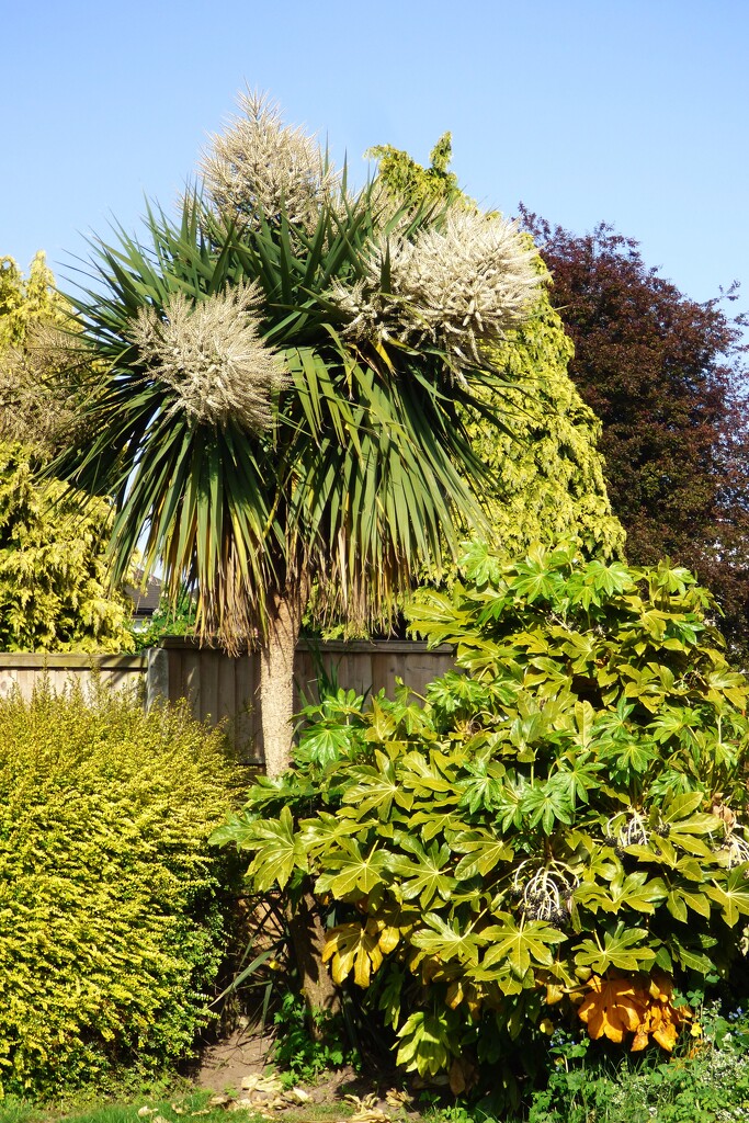 Cordyline Tree. by Beryl Lloyd · 365 Project