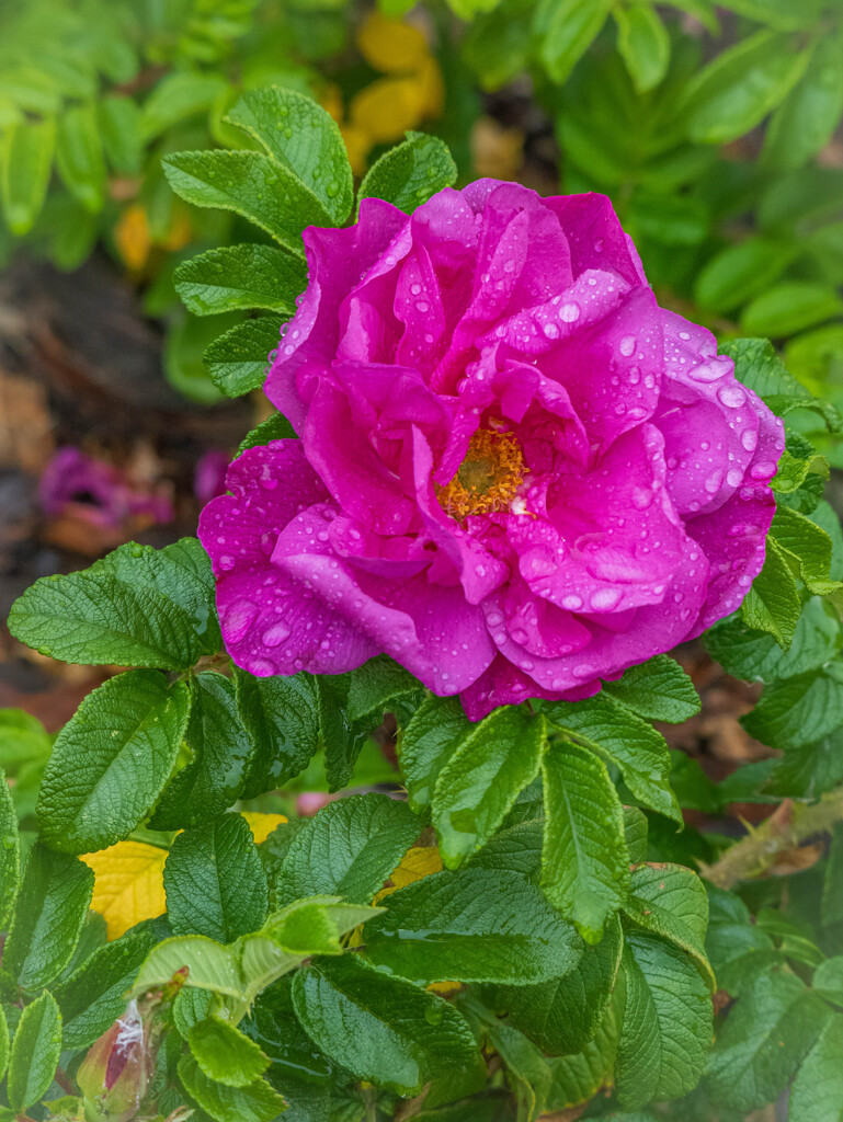 Rose in the spring rain by haskar · 365 Project