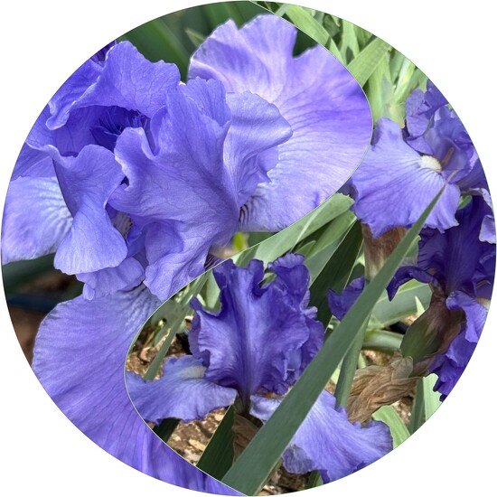 Blue on Blue Bearded Iris by Shutterbug · 365 Project