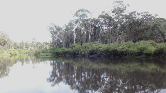 Platypus Pool.. by Rob Z · 365 Project