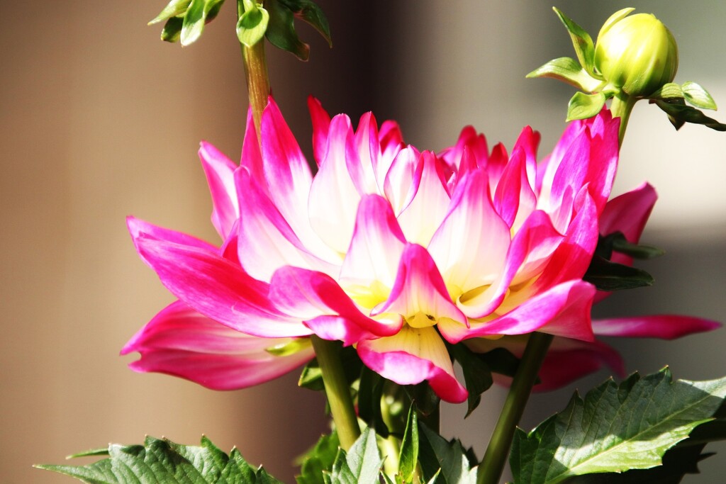 Cool Flower by Randy Lubbering · 365 Project