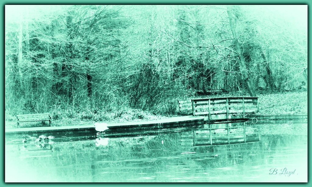 Trees and Water. by Beryl Lloyd · 365 Project