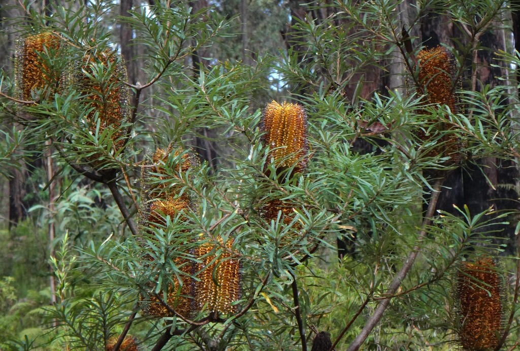 A very special Banksia.. by Rob Z · 365 Project
