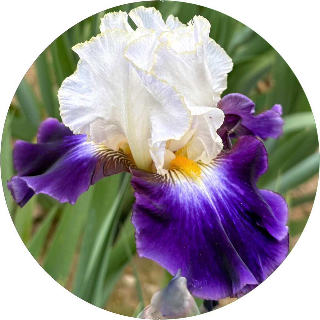Grandma’s Iris by Shutterbug · 365 Project