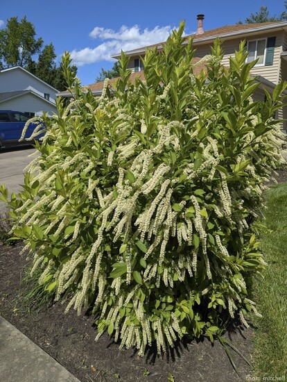 Virginia Sweetspire by Thom Mitchell · 365 Project