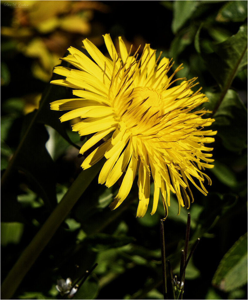 Little Weed by Peter · 365 Project