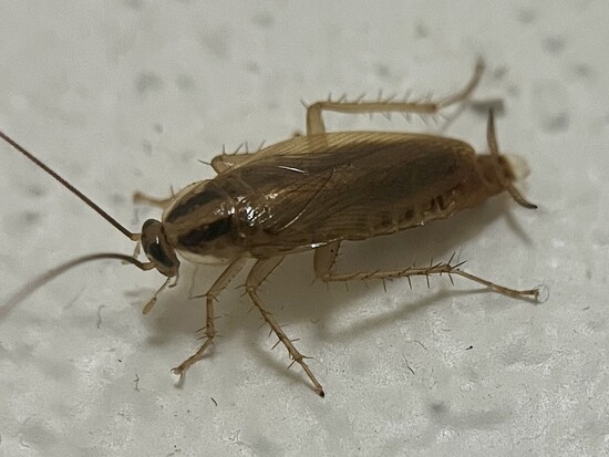 Soon to be dead German cockroach. by John Falconer · 365 Project