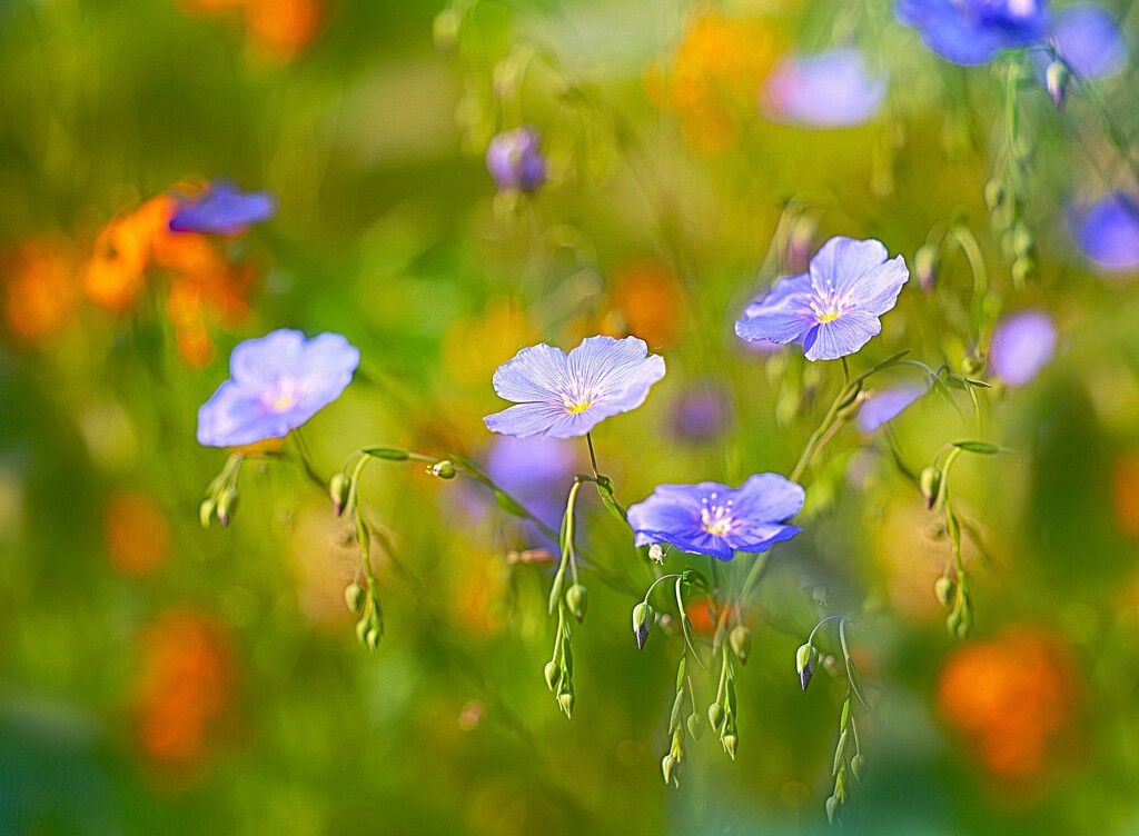 Wildflower Garden by *lynn · 365 Project