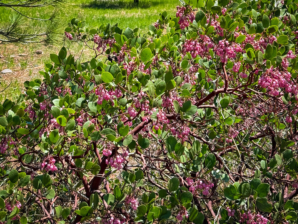 Bushy manzanita by Shutterbug · 365 Project