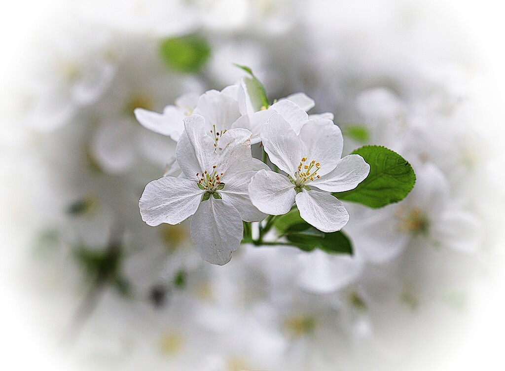 White by *lynn · 365 Project