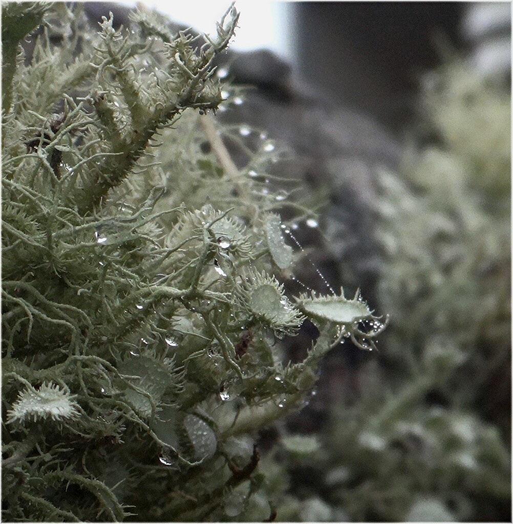 Autumn #5 by Rob Z · 365 Project